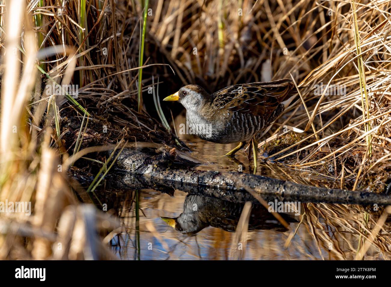 Spotted crake porzana porzana on shore hi-res stock photography and ...