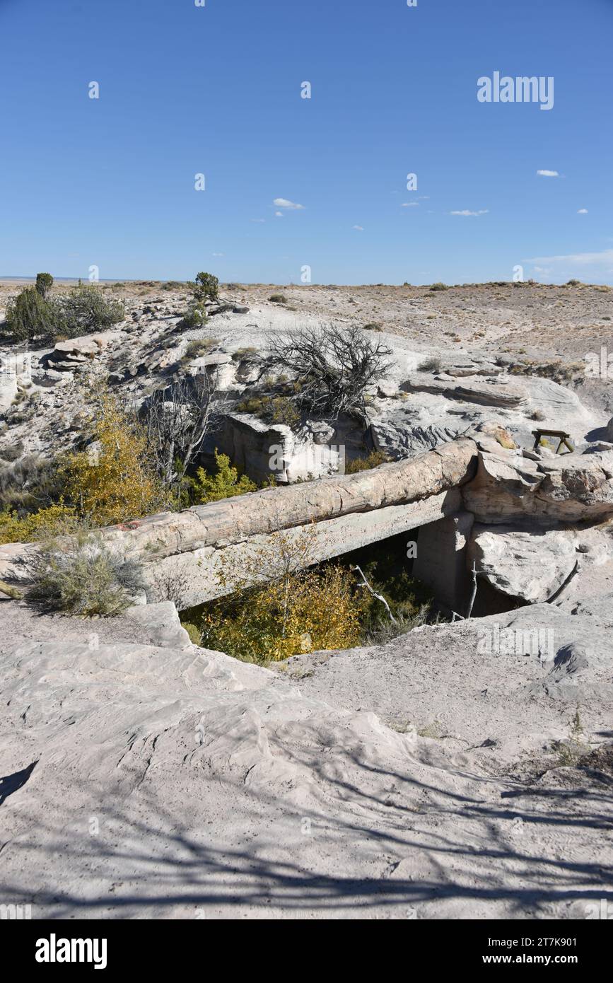 Petrified Forest National Park. AZ. USA. 10/17/2023. Agate Bridge ...