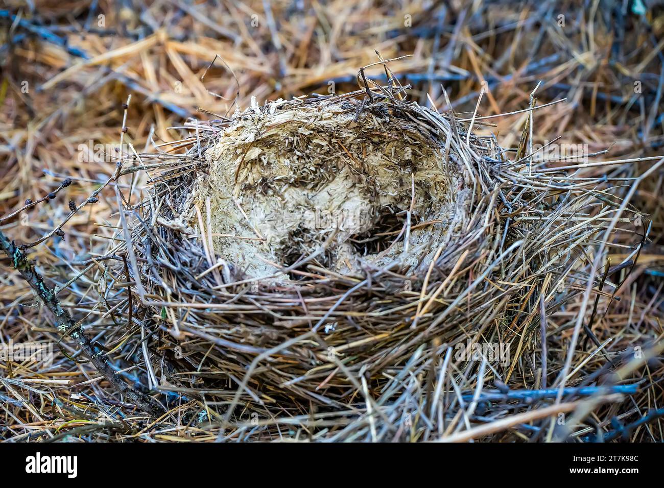 Fallen the nest hi-res stock photography and images - Alamy