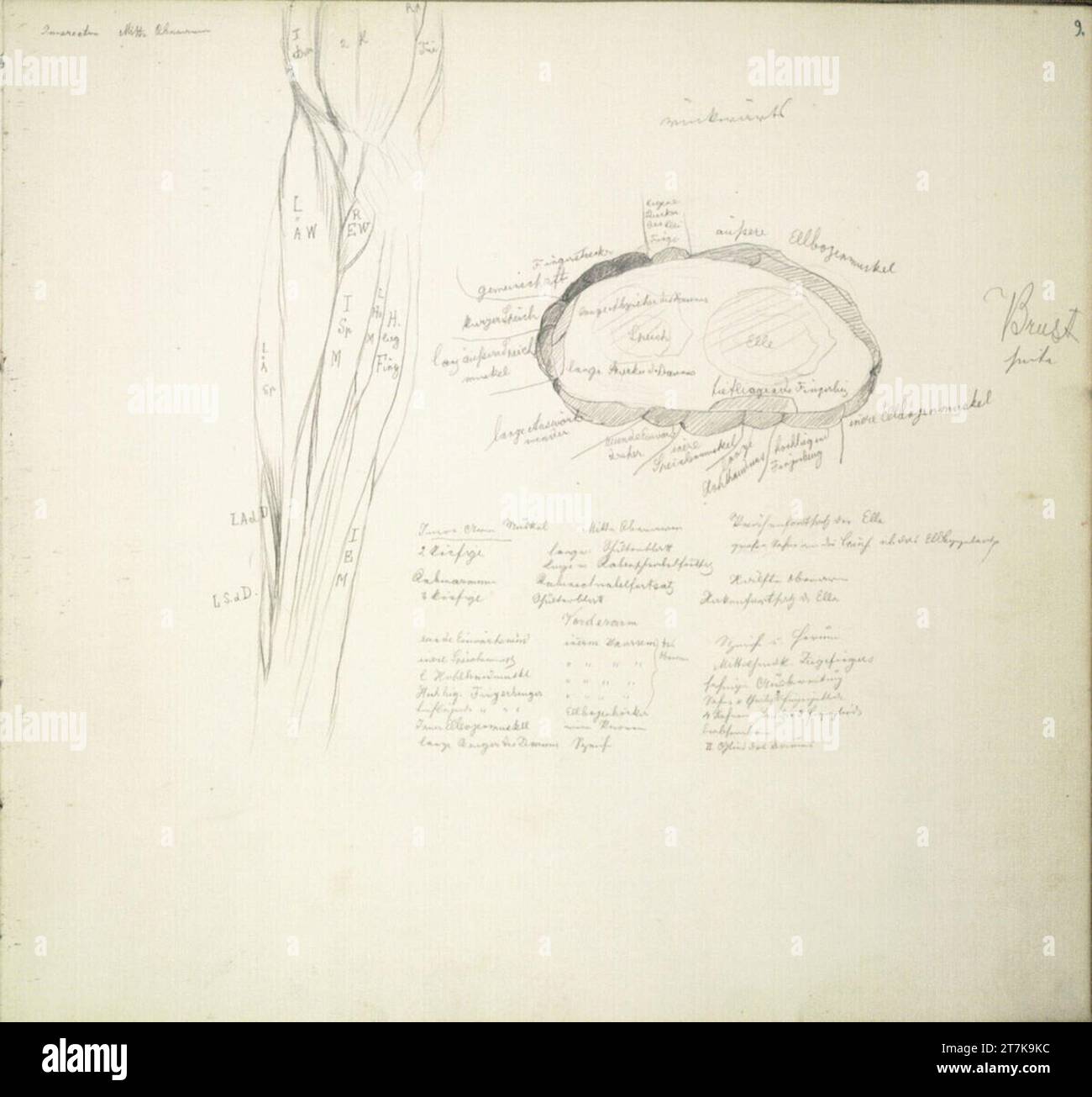 Anatomical feature hi-res stock photography and images - Alamy