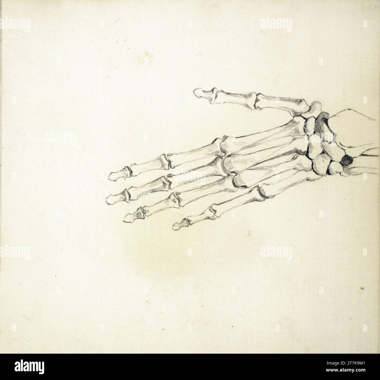 Theodor von Hörmann Anatomical studies (hand root, medium-handed and ...