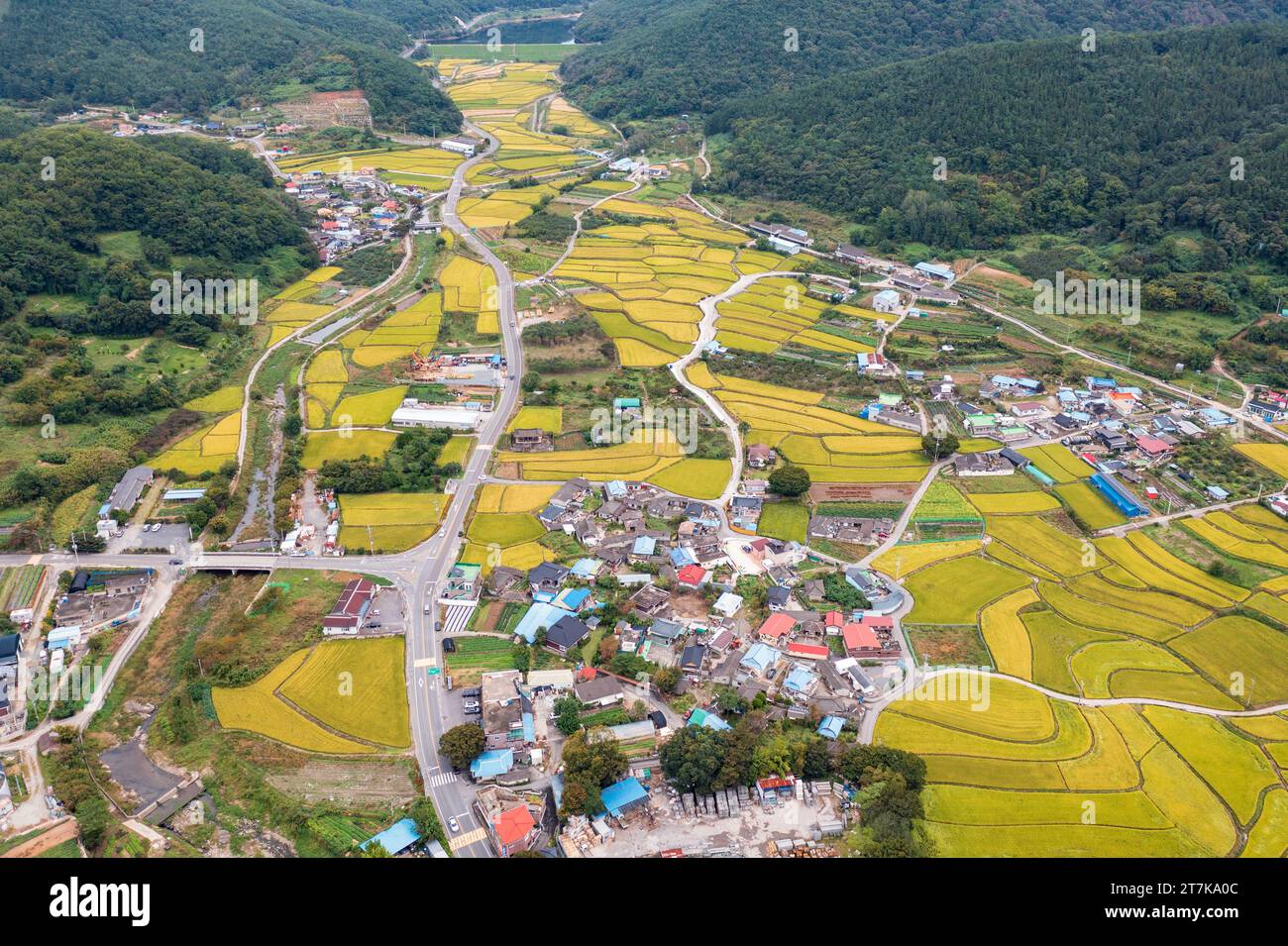 A photograph of the yellow rice fields of rural Korea taken by a drone ...