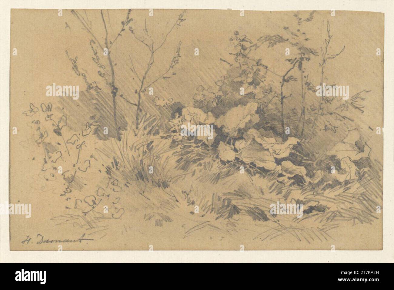 Hugo Darnaut Huflatichstaude. Pencil Stock Photo - Alamy