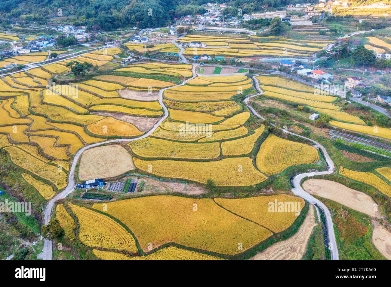 A photograph of the yellow rice fields of rural Korea taken by a drone ...