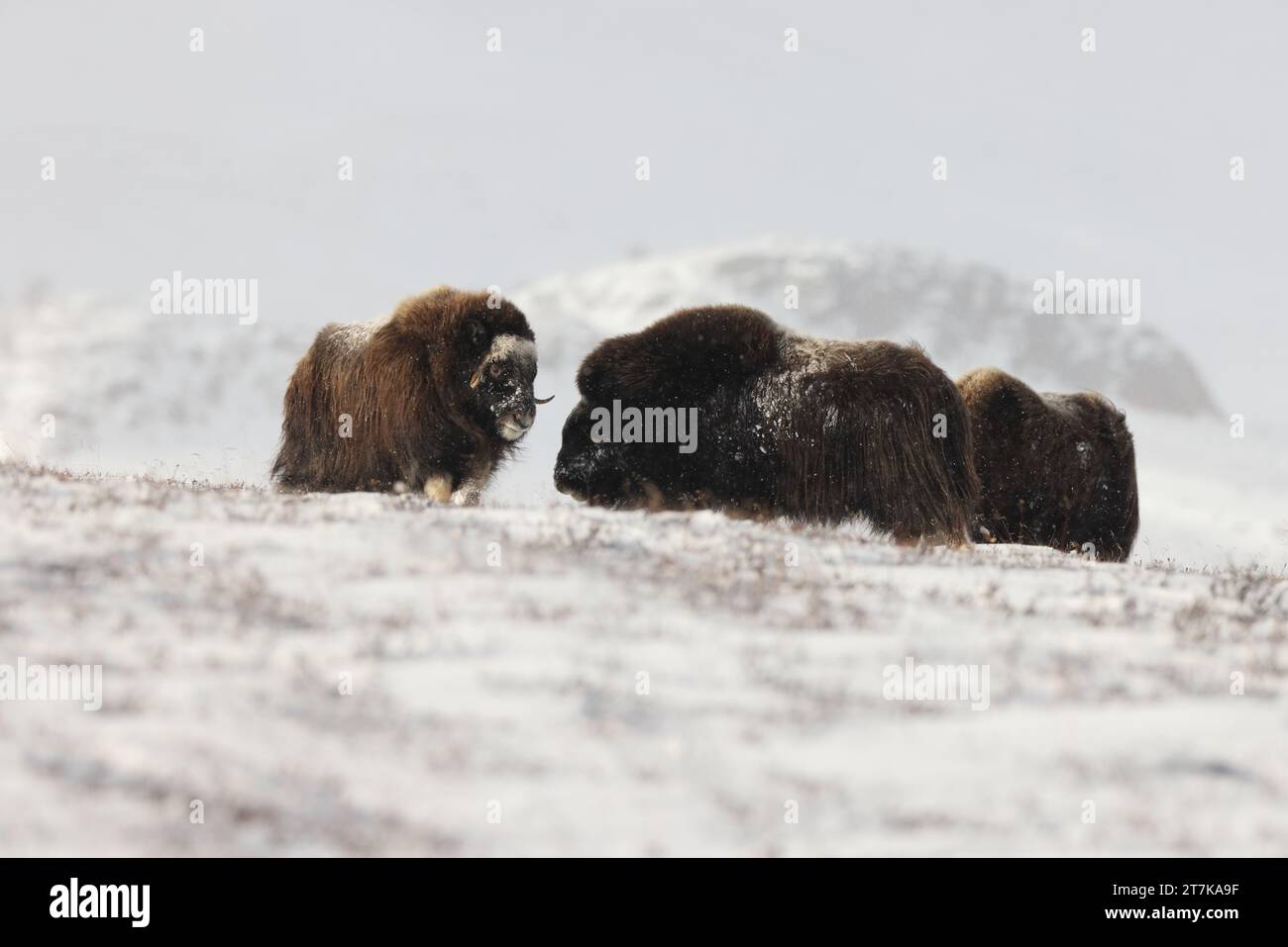 Musk ox in autumn with the first snow Dovrefjell National Park Norway ...