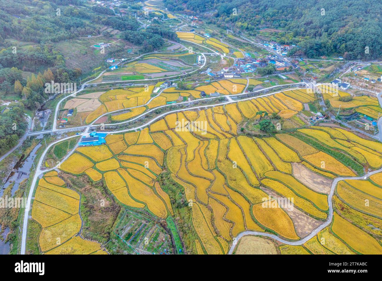 A photograph of the yellow rice fields of rural Korea taken by a drone ...