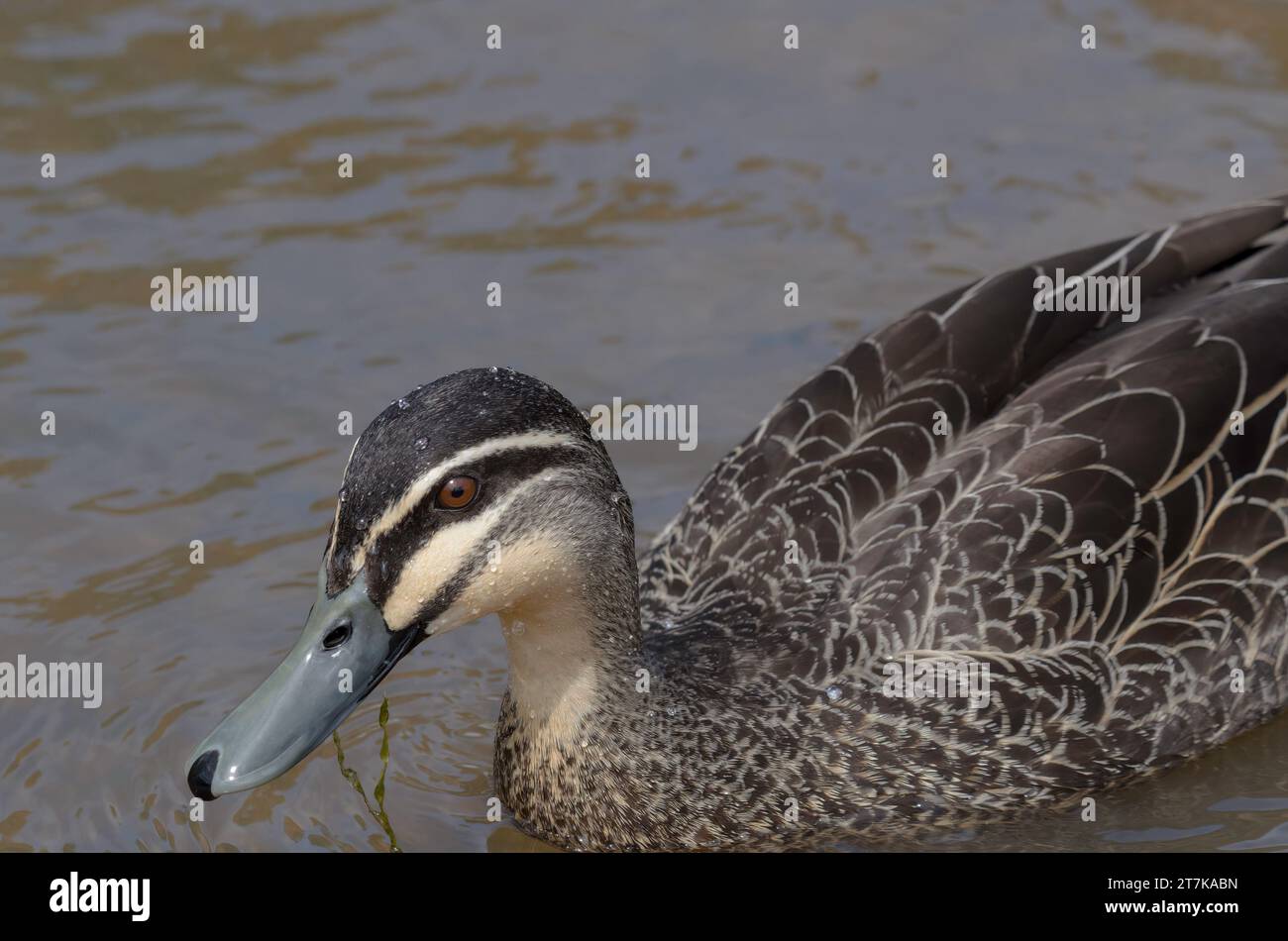 Pacific black duck swimming hi-res stock photography and images - Alamy