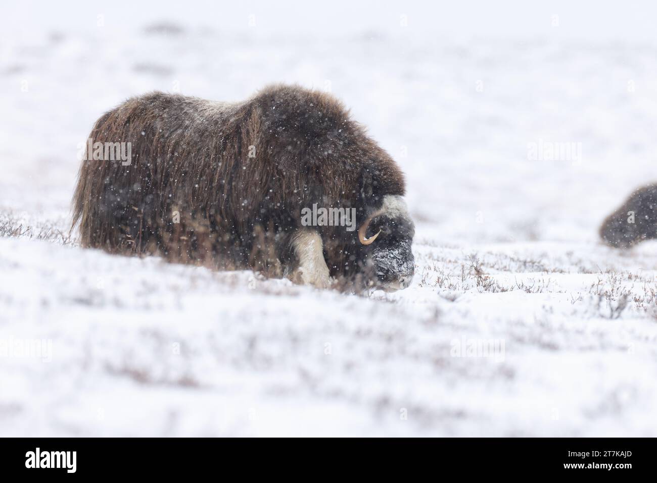 Musk ox in autumn with the first snow Dovrefjell National Park Norway ...