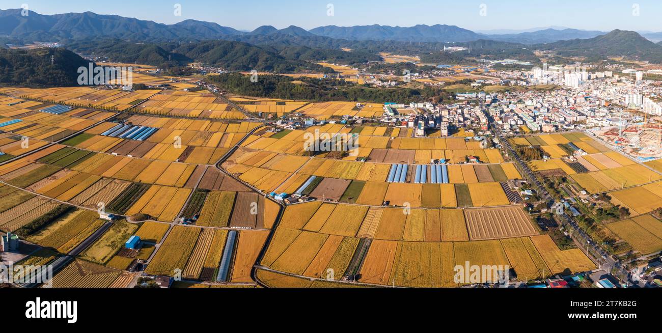 A photograph of the yellow rice fields of rural Korea taken by a drone ...