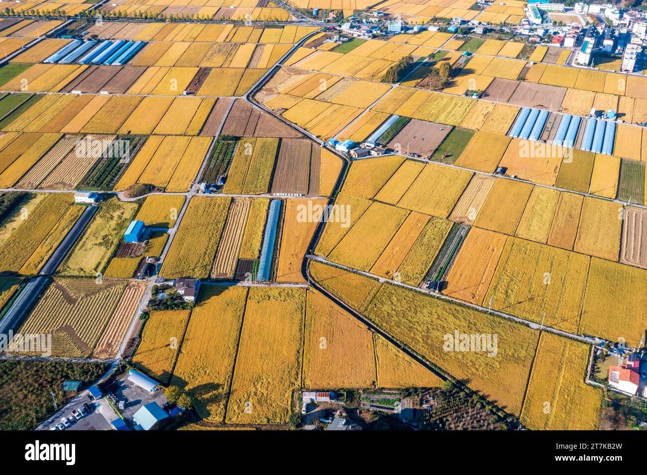 A photograph of the yellow rice fields of rural Korea taken by a drone ...