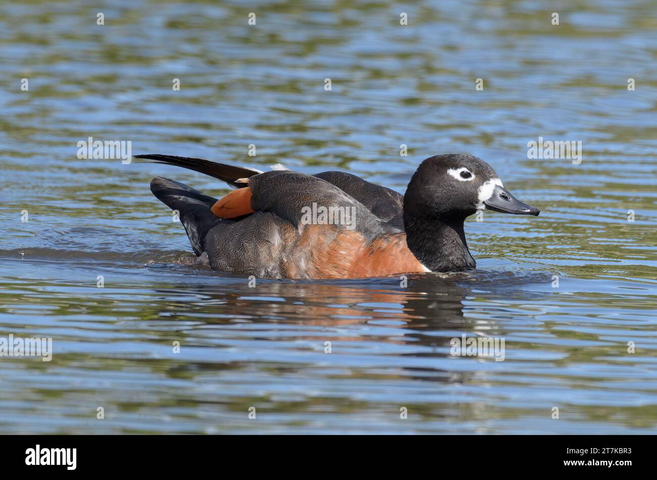 Female australian shelduck hi-res stock photography and images - Alamy