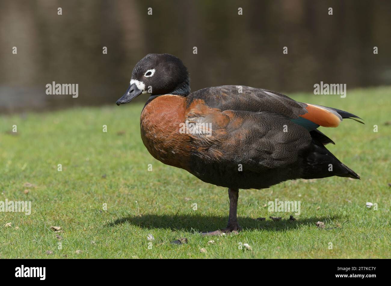 Female australian shelduck hi-res stock photography and images - Alamy