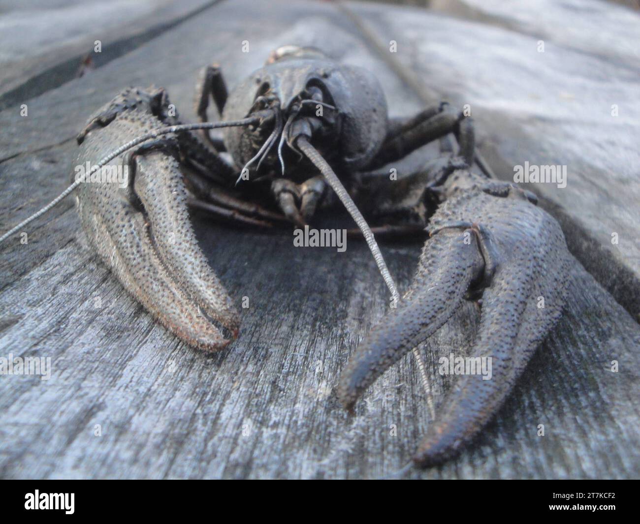 The Crab, A Crustacean Animal With Claws On A Stone Crab A Crustacean ...