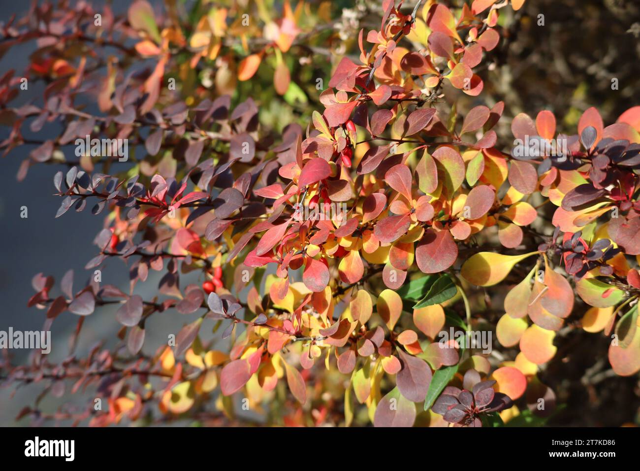 Blood barberry hi-res stock photography and images - Alamy
