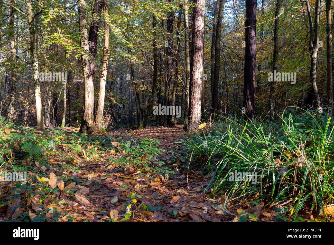 Autumn forest scene with fallen leaves, trees and bright green fern ...