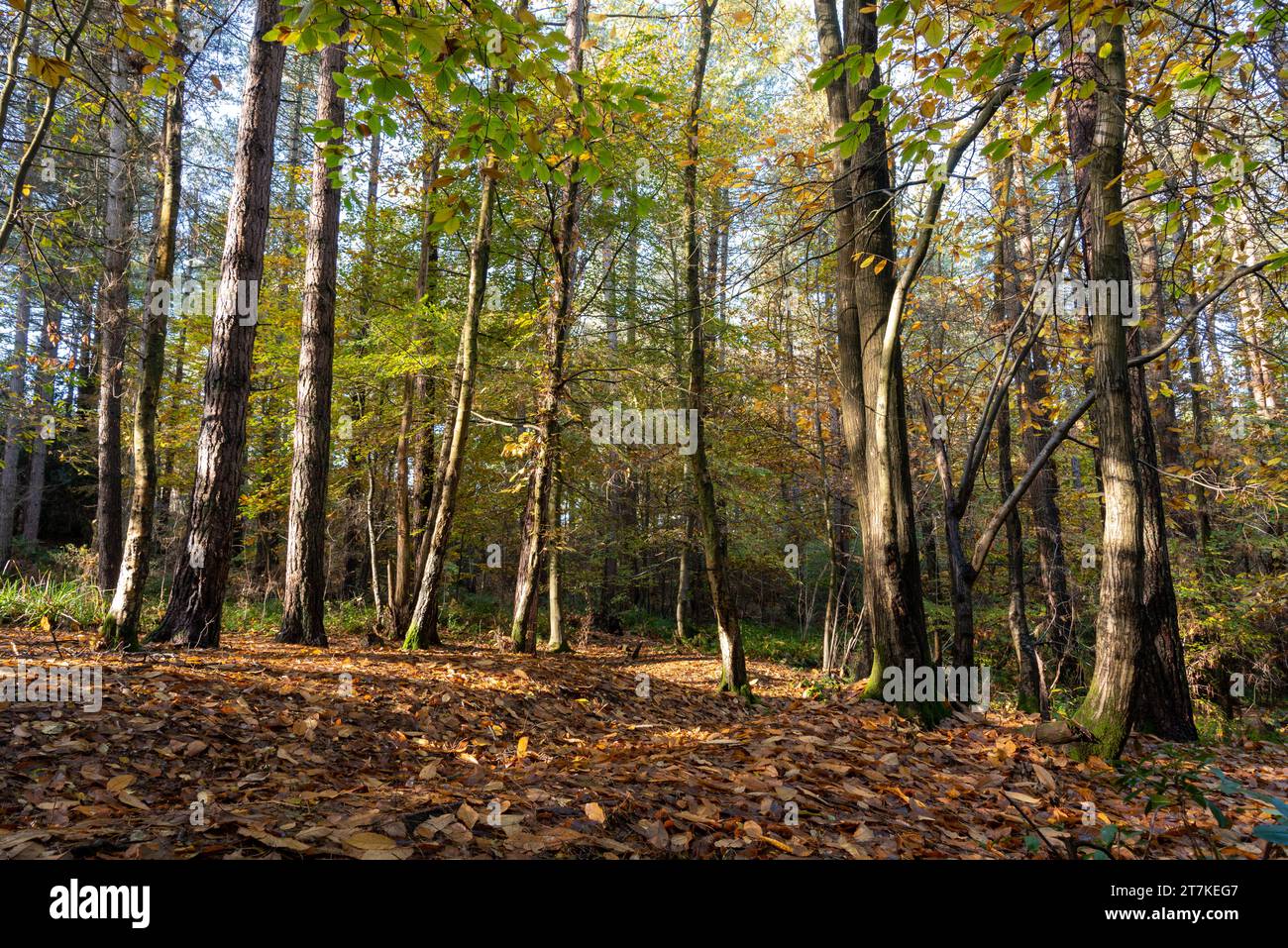 Autumnal colours in a English forest. Green leaves on the trees and ...