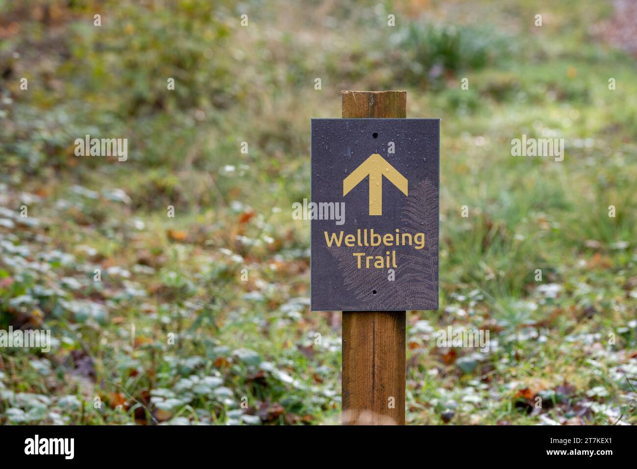 Wellbeing trail sign in a forest, gives the impression wellbeing is ...