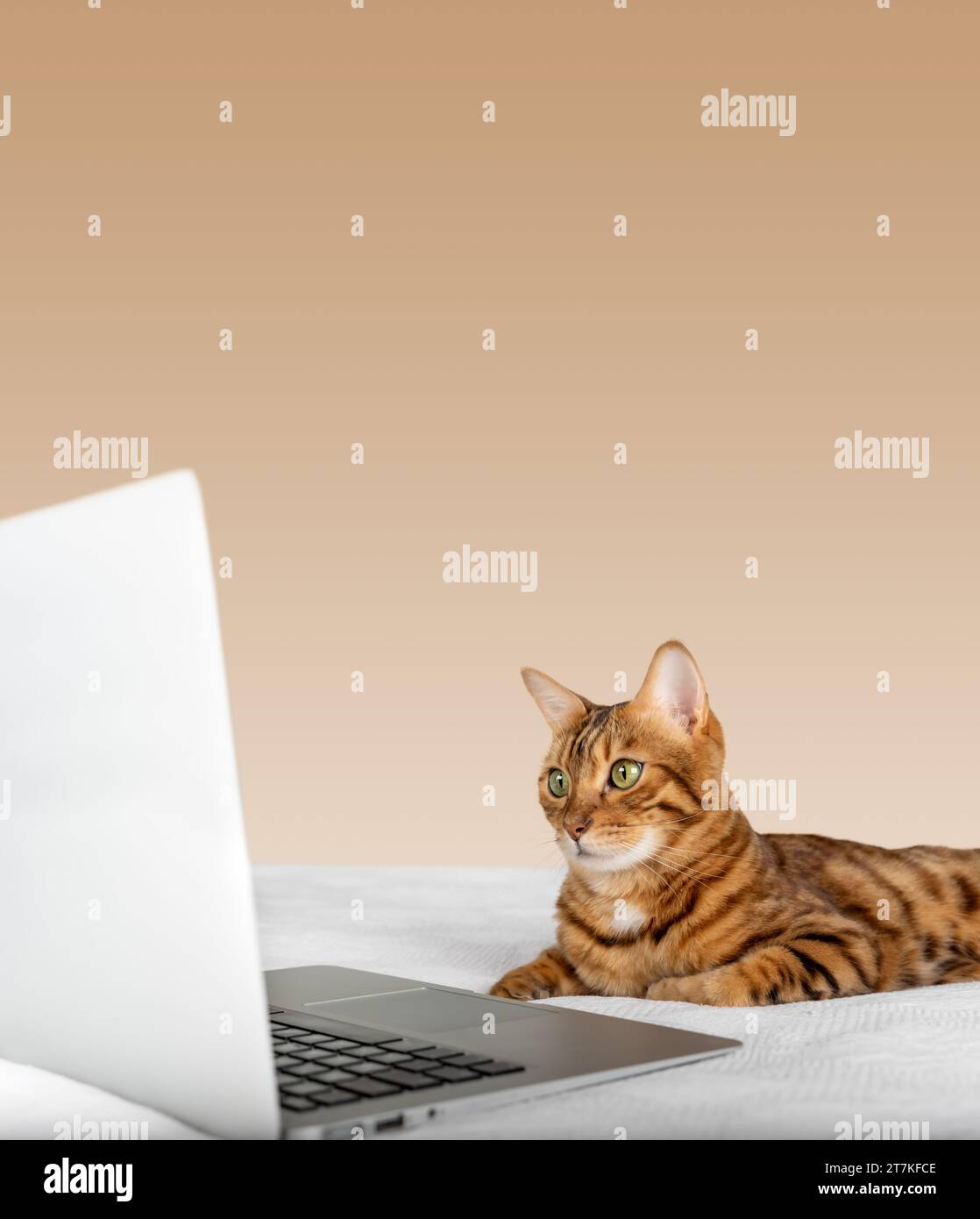 Domestic cat looks at a laptop screen on a brown background. Copy space ...