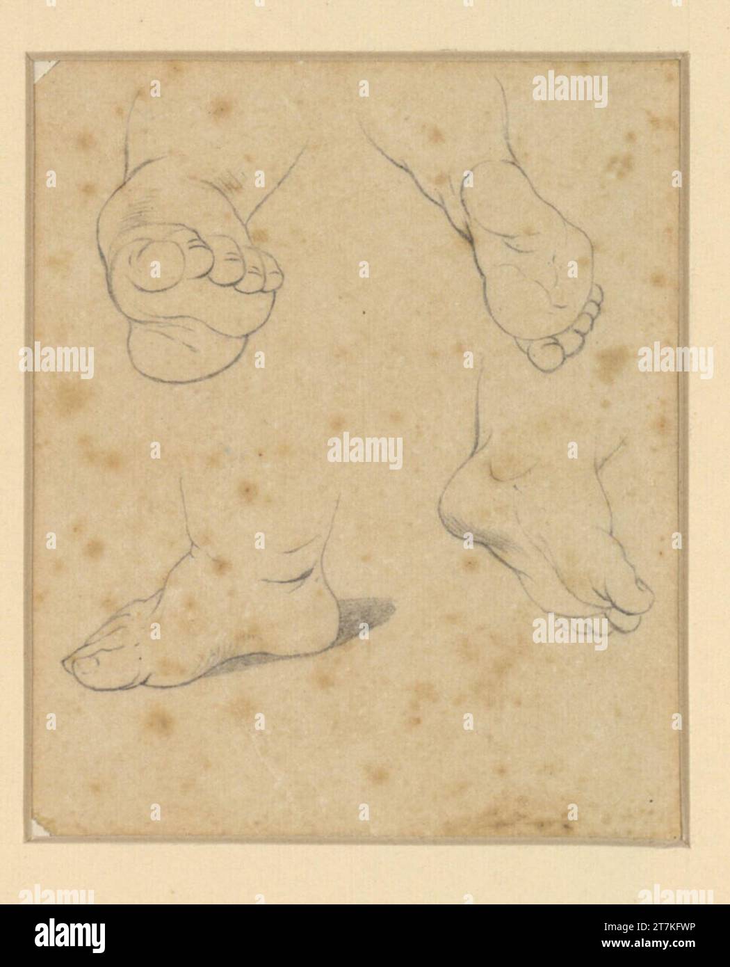 Four foot studies hi-res stock photography and images - Alamy