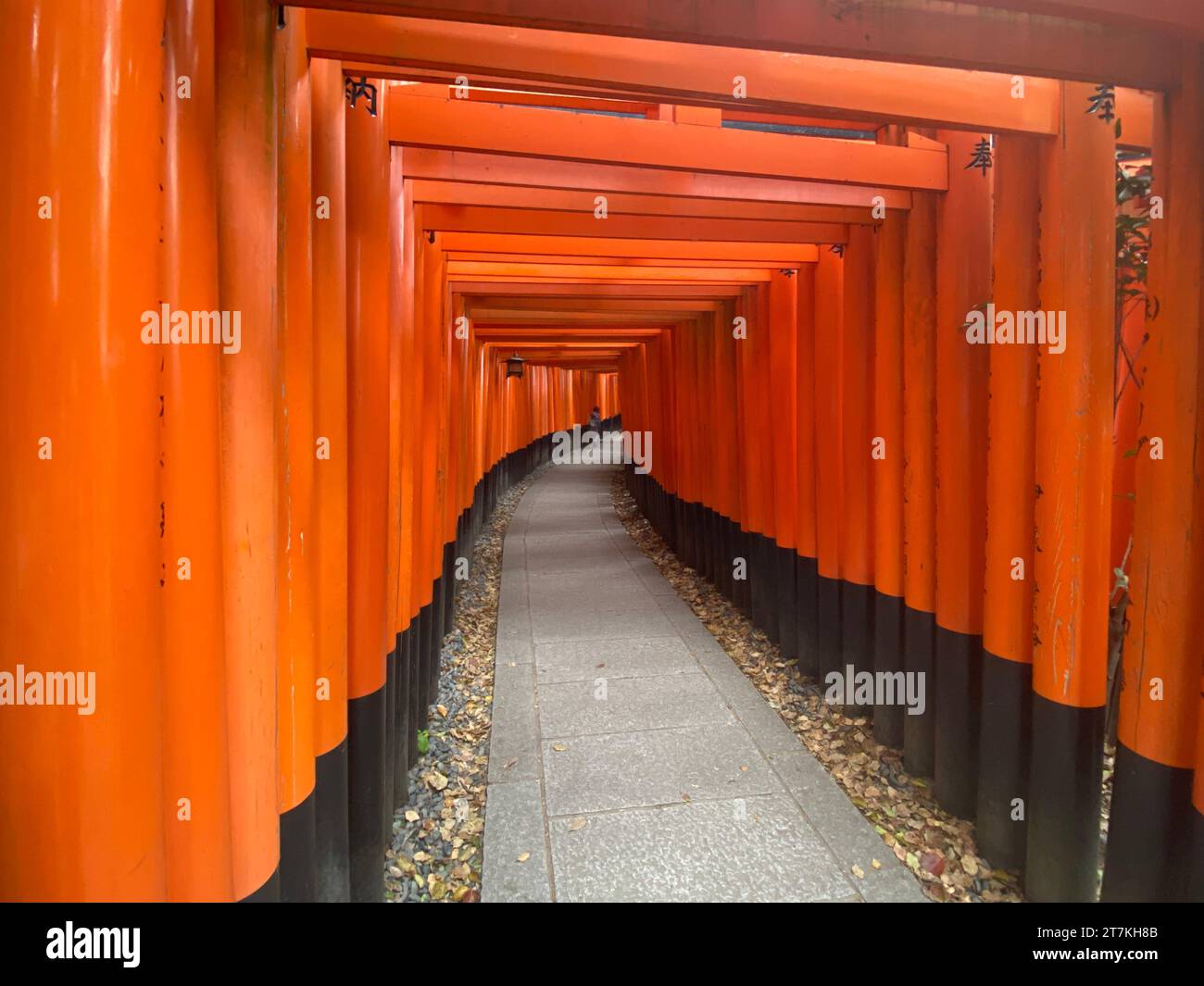 A tunnel composed of vivid orange Torii gates, an iconic symbol of ...