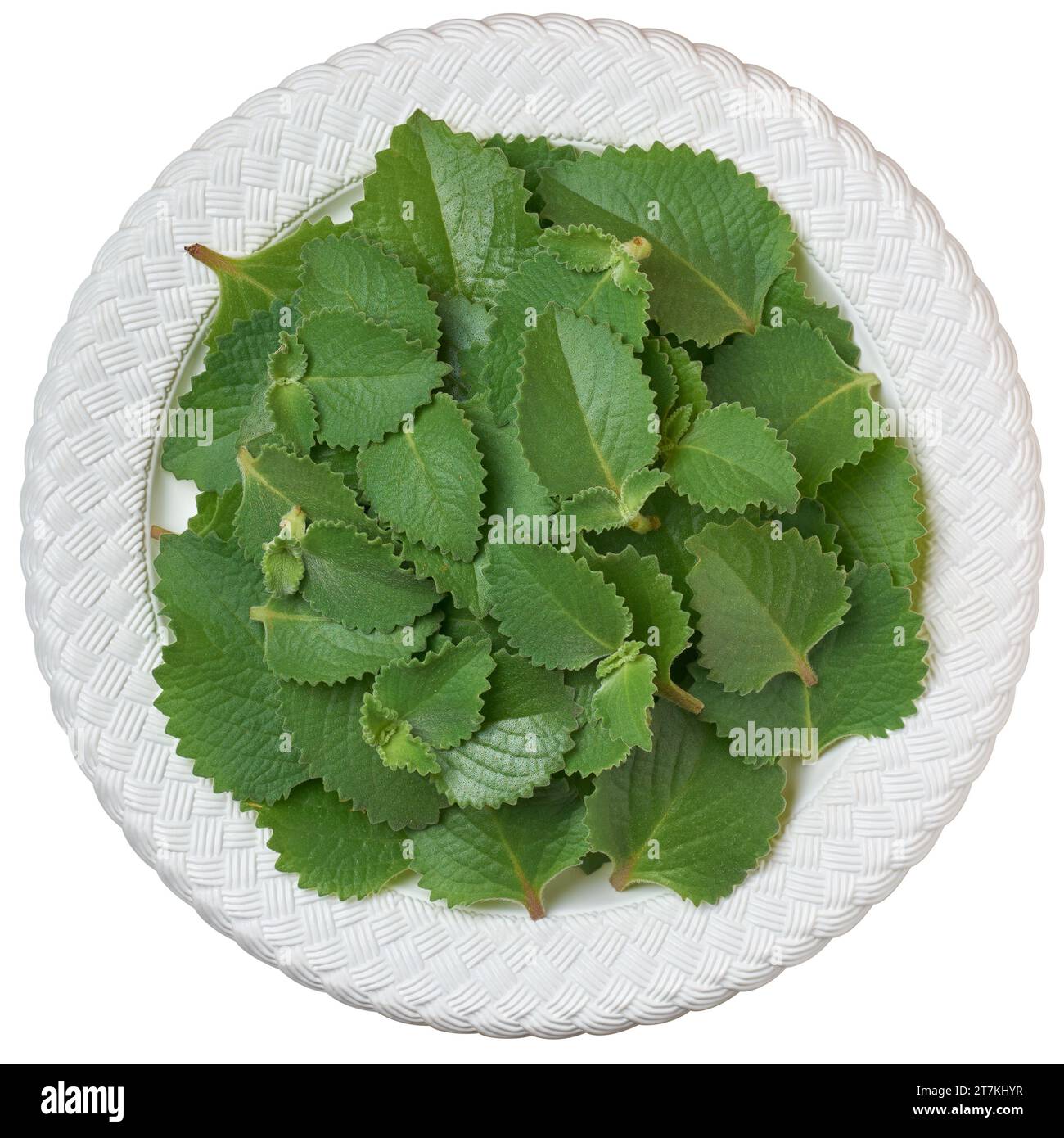 freshly harvested oregano plant leaves on a tray, aka origanum or wild ...