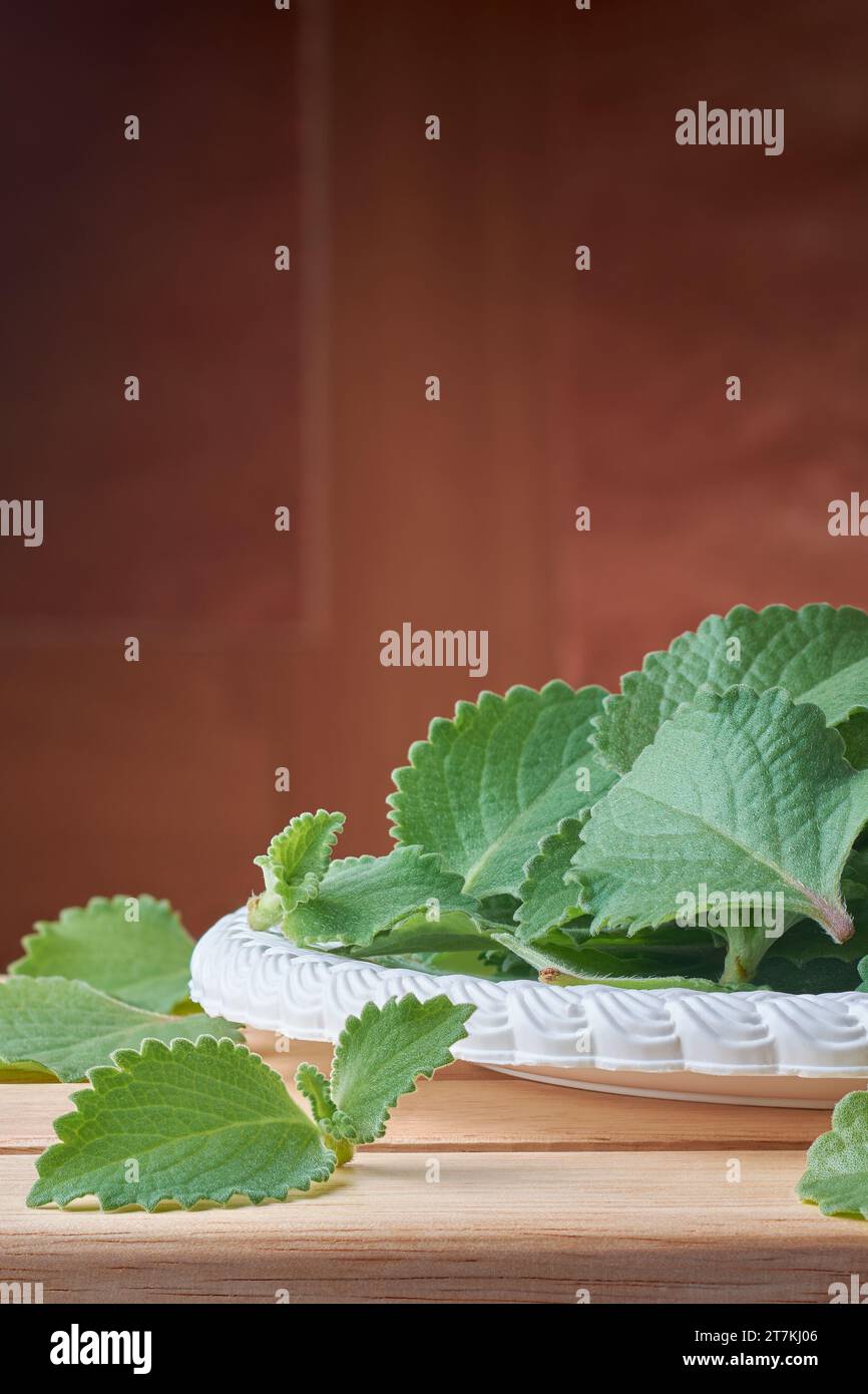 close-up of freshly harvested oregano plant leaves on a tray, aka ...