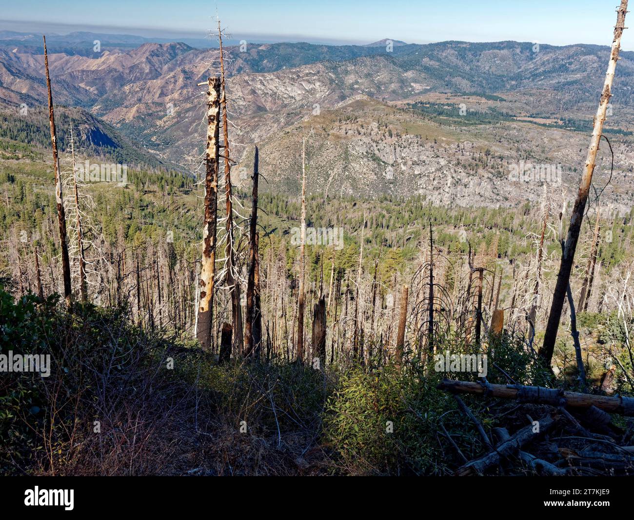 Fire damaged forest above the Yosemite Valley seen from Glacier Piint ...