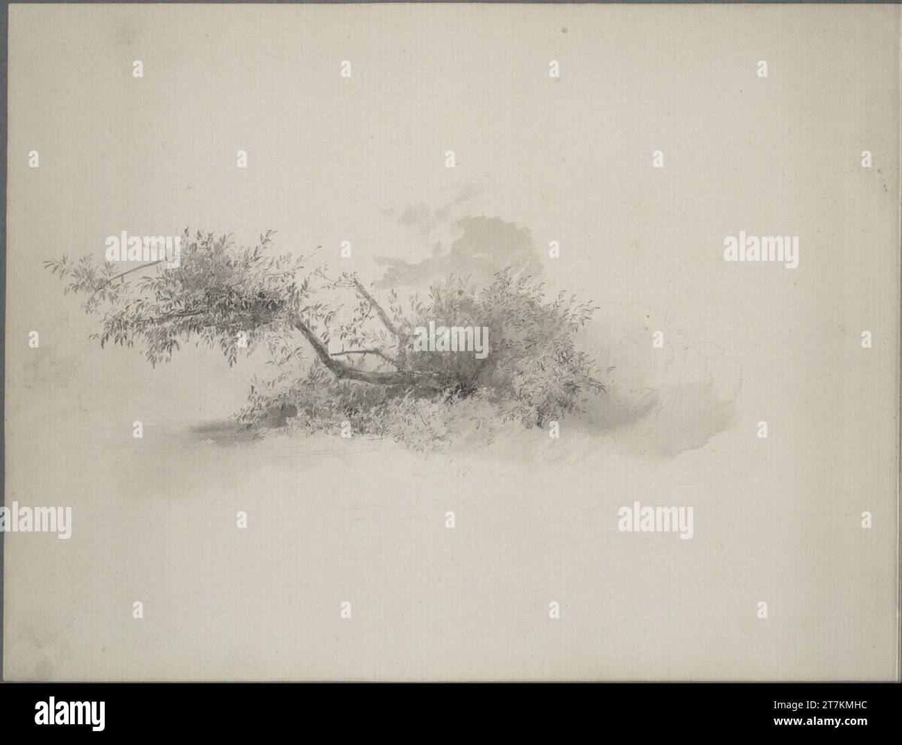 Ludwig Rösch Plant study. Feder in black, laved; Pencil around 1889 ...