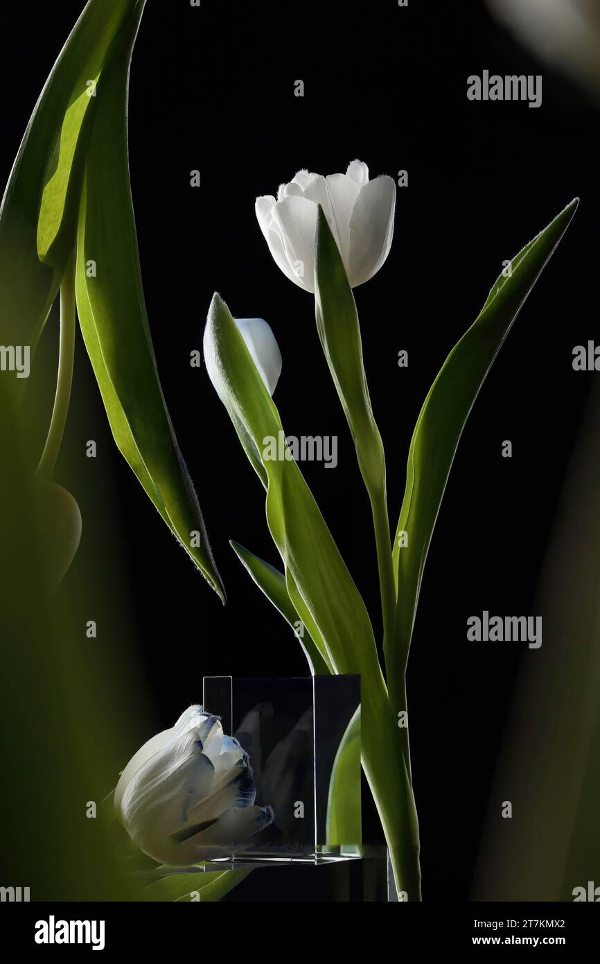 Product branding backdrops, Commercial product photography backdrop ...