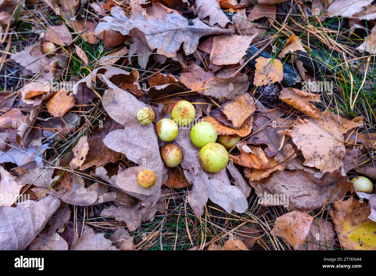 Ink nuts galla on oak leaves. pathological formation on oak leaves ...