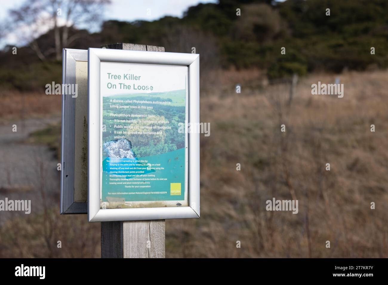 Ash die back signs Cheddar wildlife reserves 2023 Stock Photo - Alamy