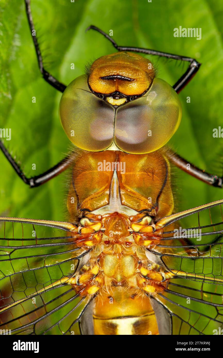 Norfolk hawker dragonfly norfolk hi-res stock photography and images ...