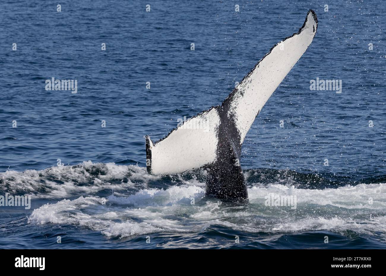 Humpback Whale Tail Fluke Stock Photo - Alamy