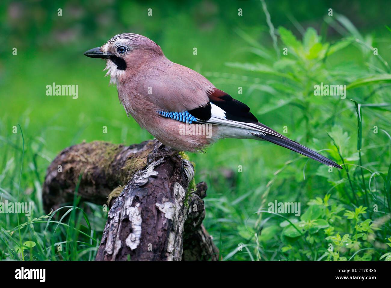 Crow family bird jay hi-res stock photography and images - Alamy