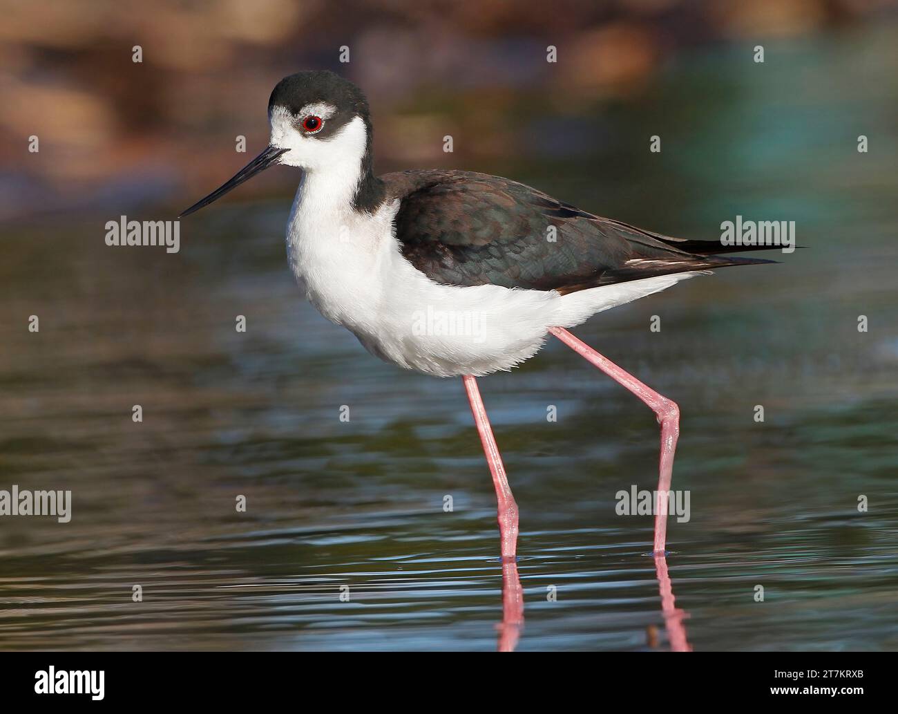 Black legged stilt hi-res stock photography and images - Alamy
