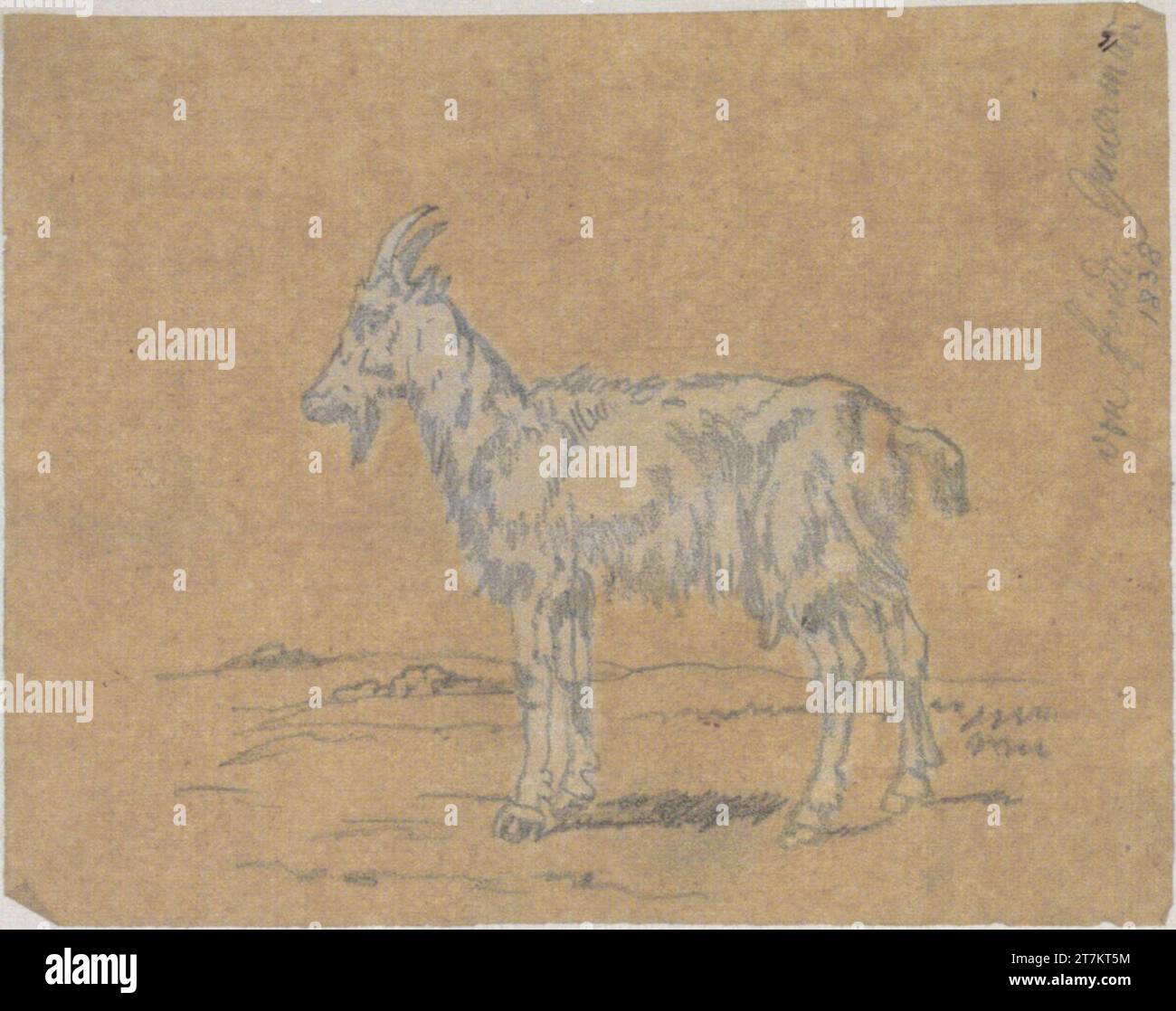 Artistic goat drawing hi-res stock photography and images - Alamy