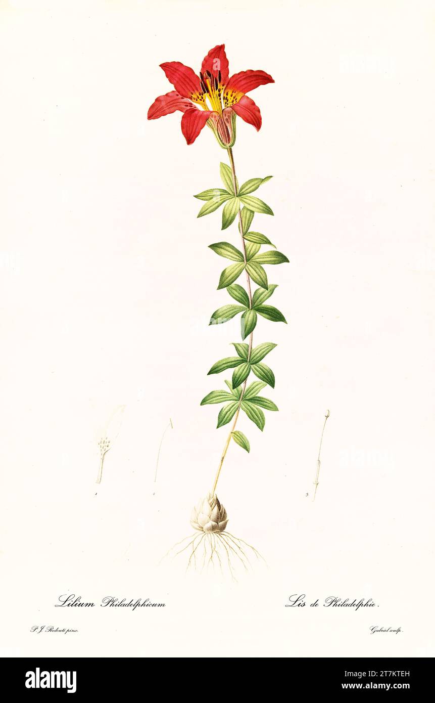 Old illustration of Philadelphia Lily (Lilium philadelphicum). Les ...