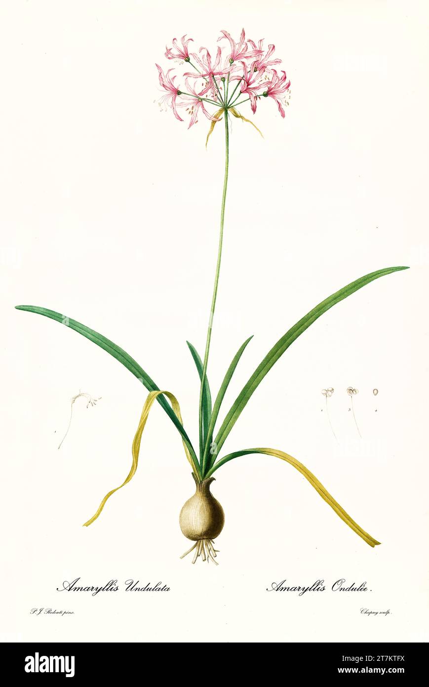 Old illustration of Nerine undulata. Les Liliacées, By P. J. Redouté ...