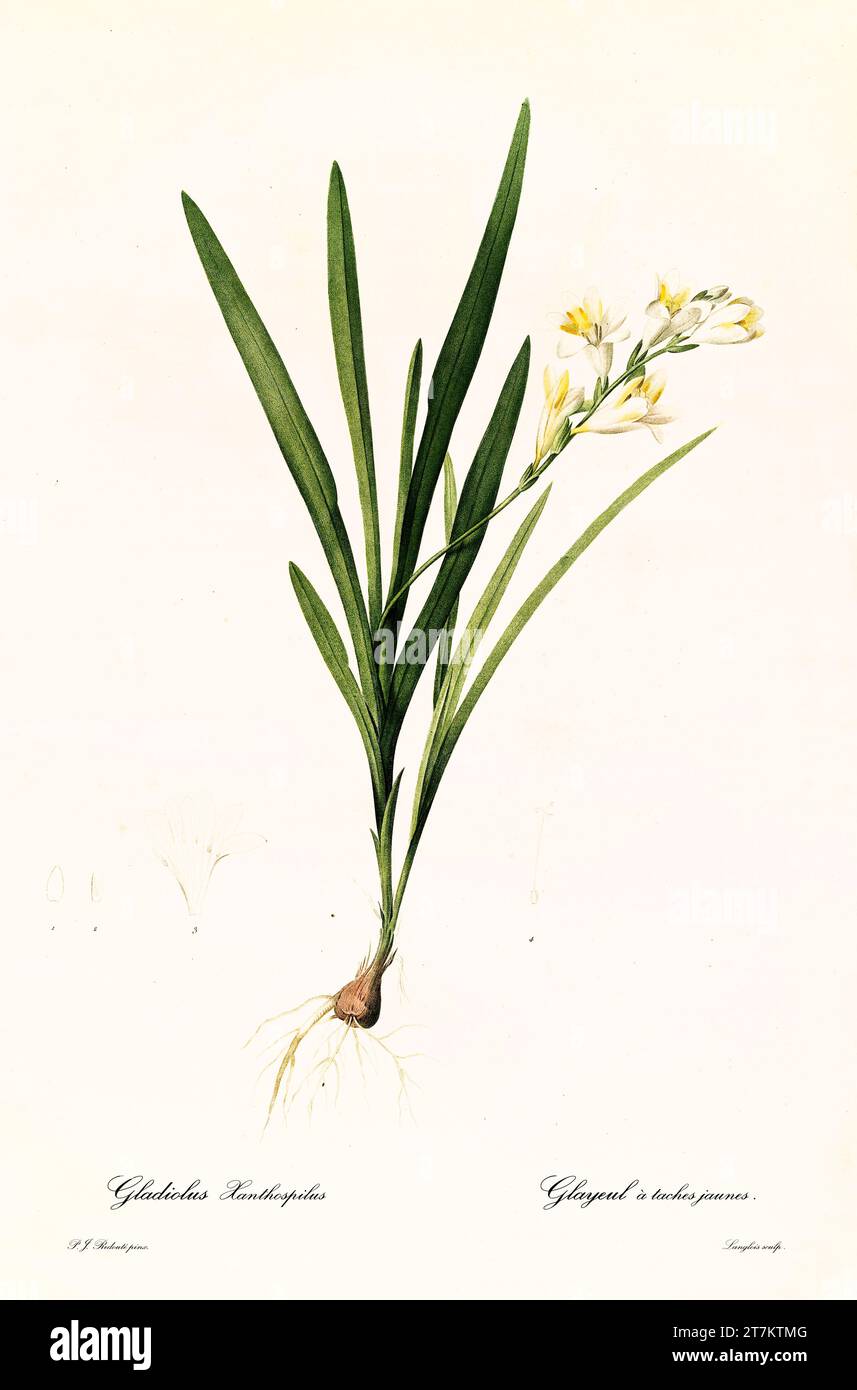 Freesia caryophyllacea hi-res stock photography and images - Alamy