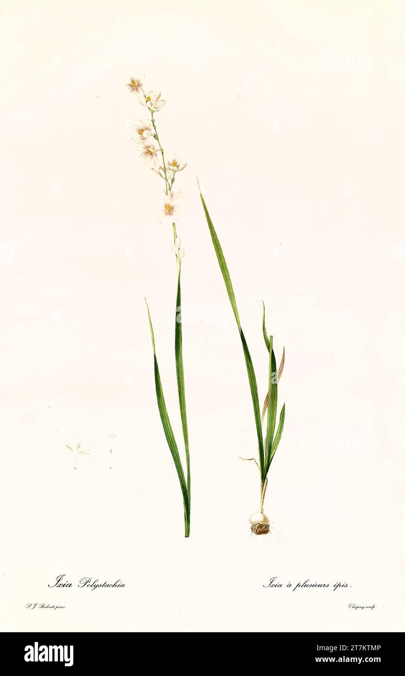 Old illustration of White-and-yellow-flower Cornlily (Ixia polystachya ...