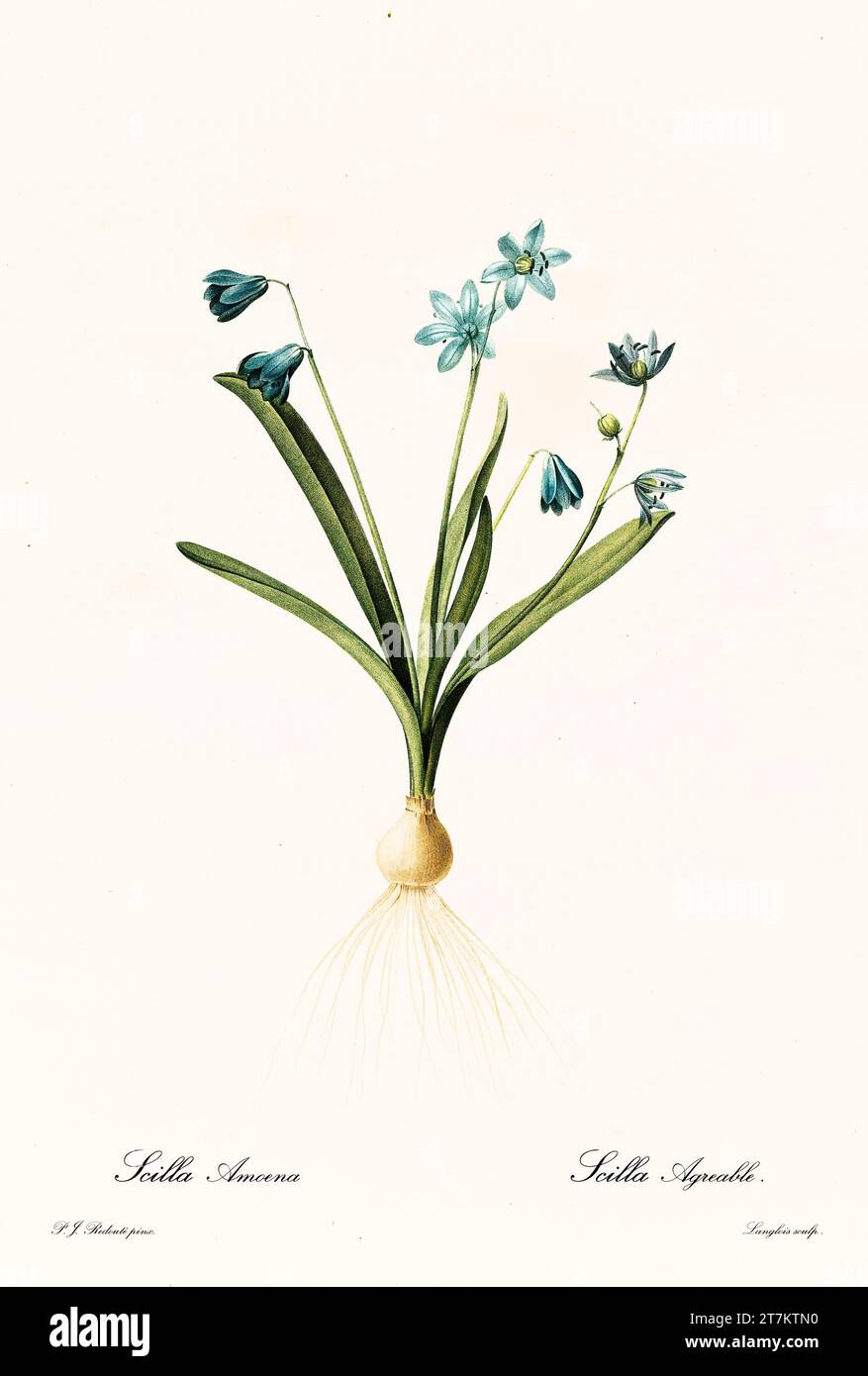 Old illustration of Scilla amoena. Les Liliacées, By P. J. Redouté ...