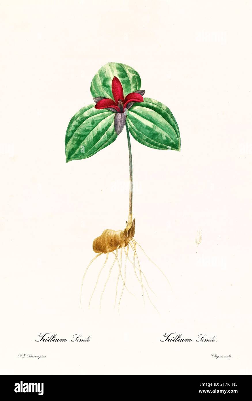 Old illustration of Toadshade (Trillium sessile). Les Liliacées, By P ...