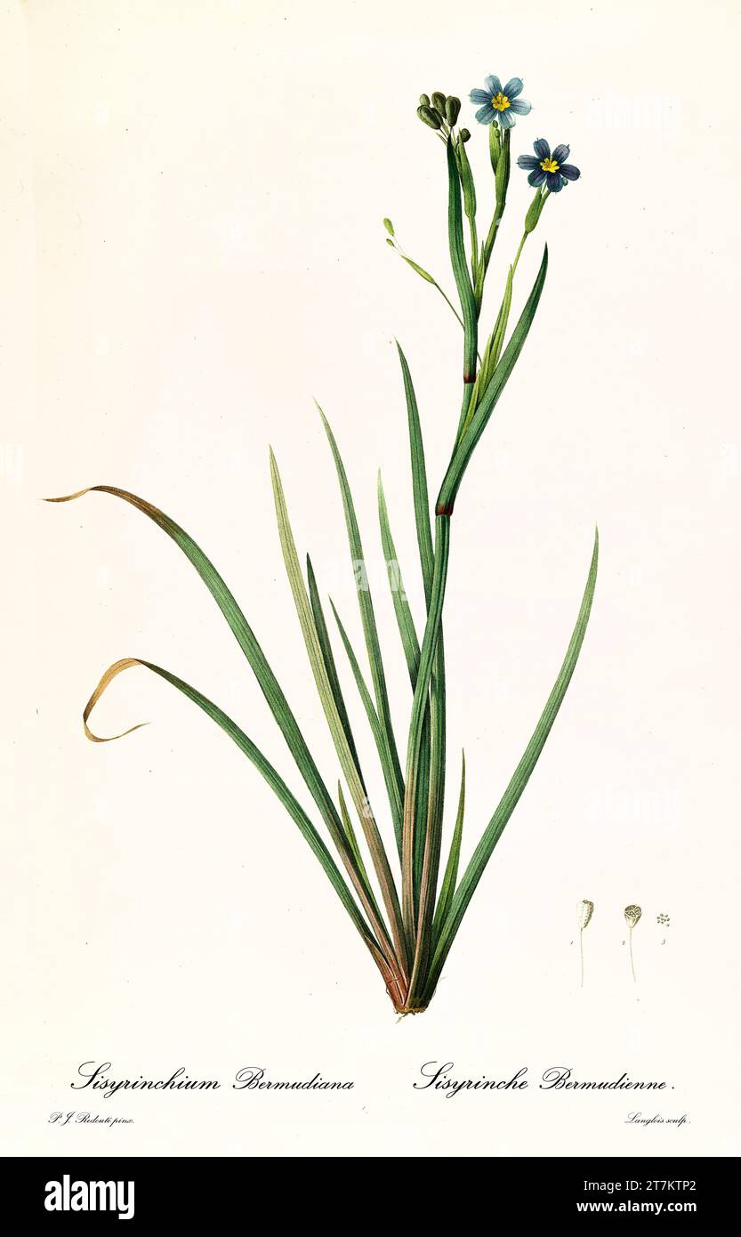 Old illustration of Bermudiana (Sisyrinchium bermudiana). Les Liliacées ...