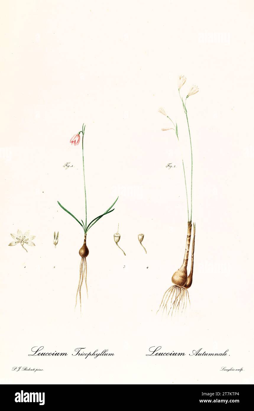 Old illustration of Autumn Snpwflake (Acis Autumnalis). Les Liliacées ...
