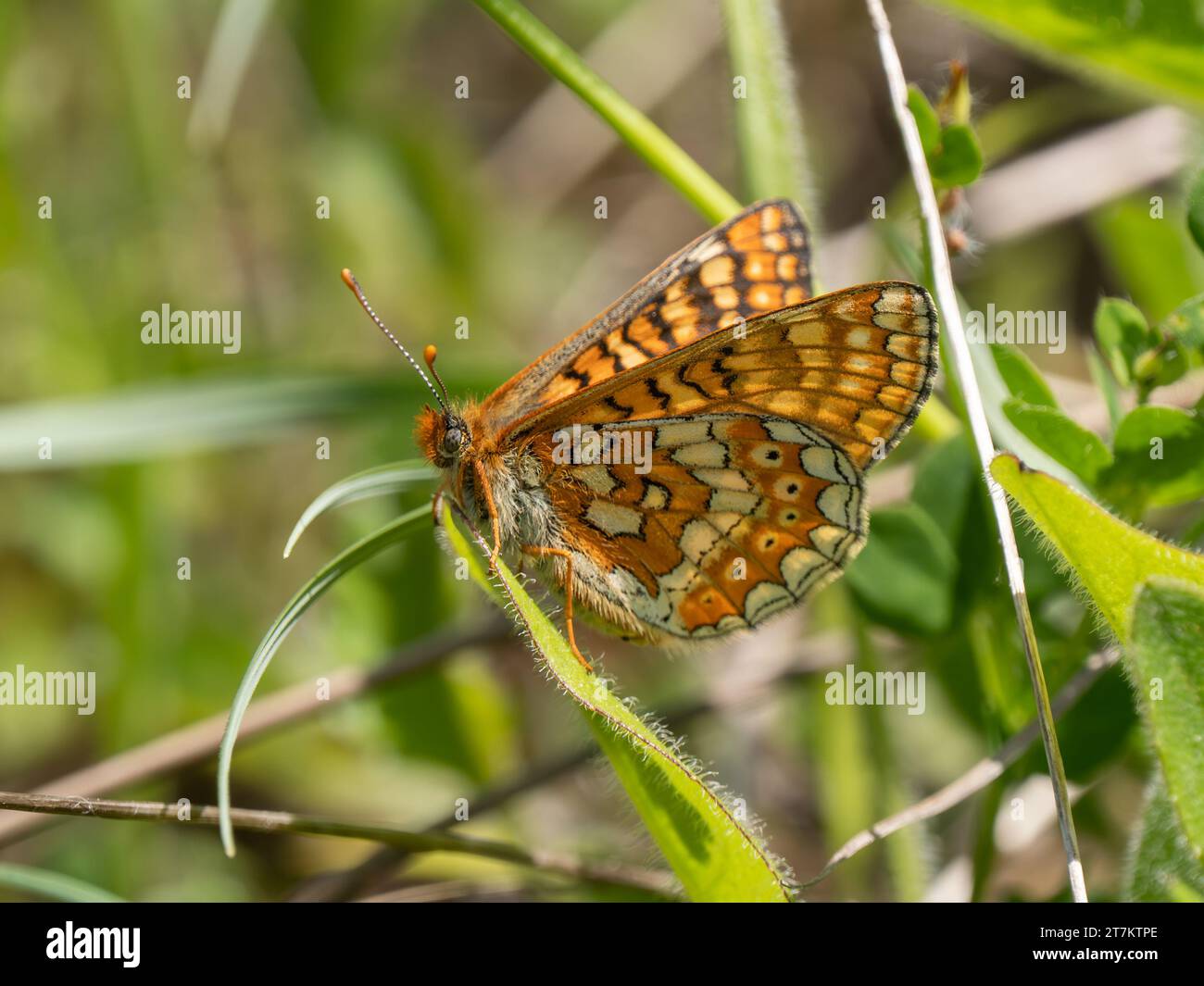 Marsh Fritillary Butterfly With its Wings Open Stock Photo - Alamy