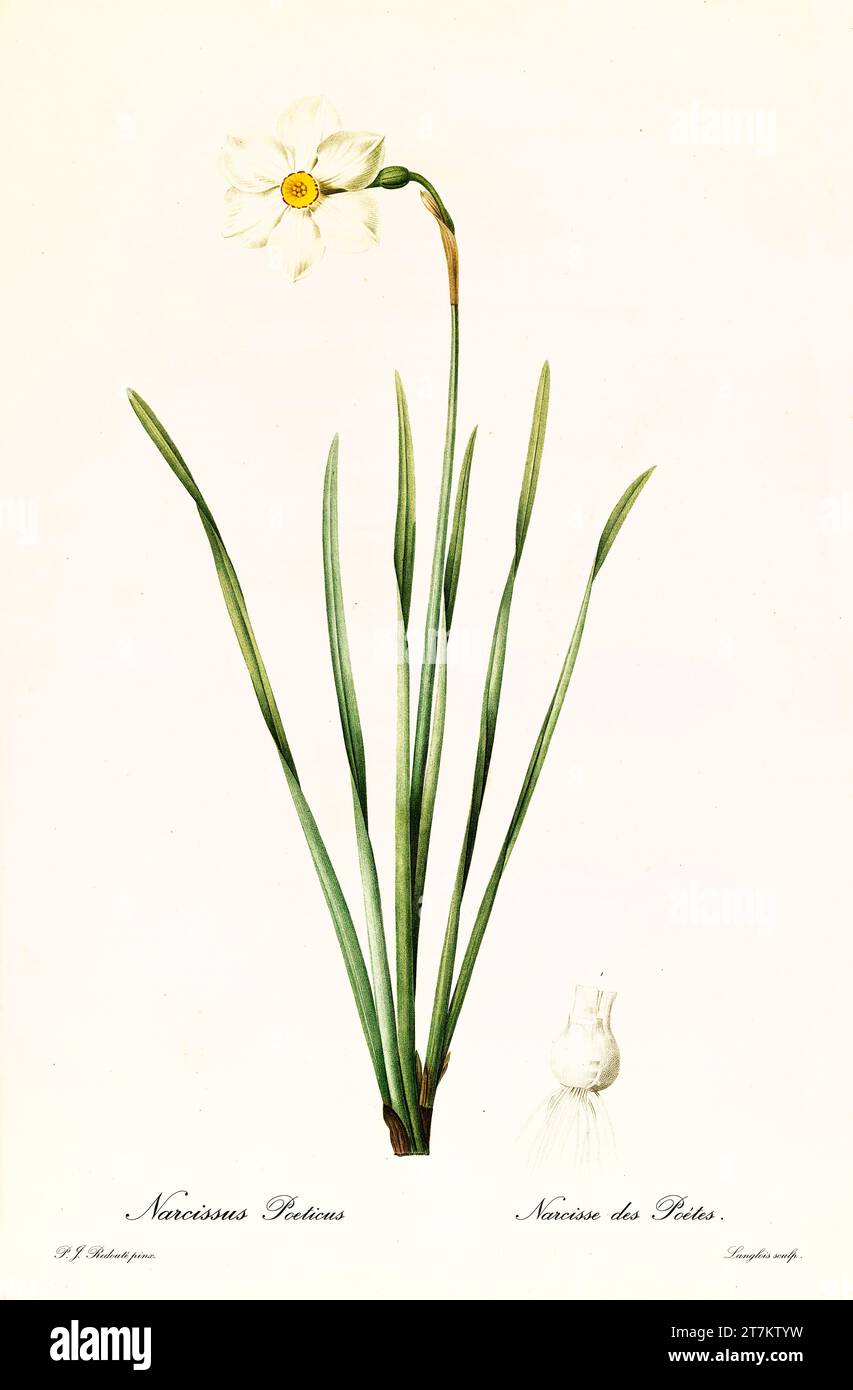 Old illustration of Poet's Daffodil (Narcissus poeticus). Les Liliacées ...