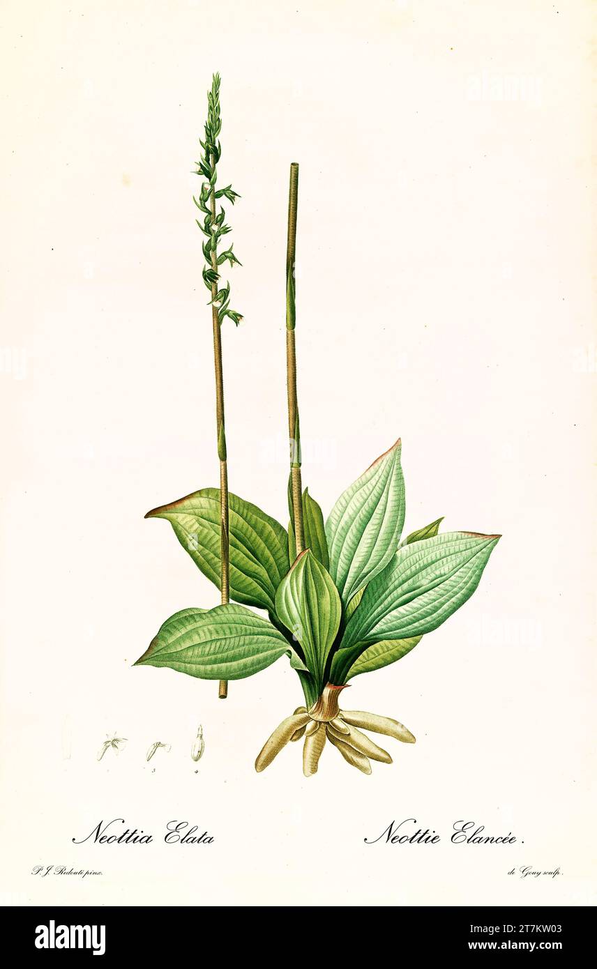 Cyclopogon elatus hi-res stock photography and images - Alamy