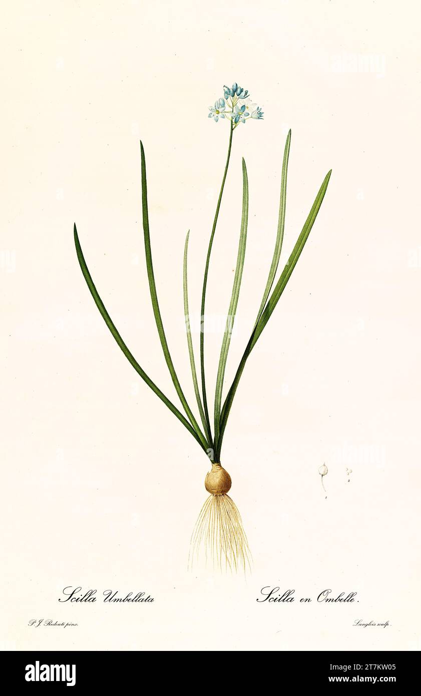 Old illustration of Spring Squill (Scilla verna). Les Liliacées, By P ...