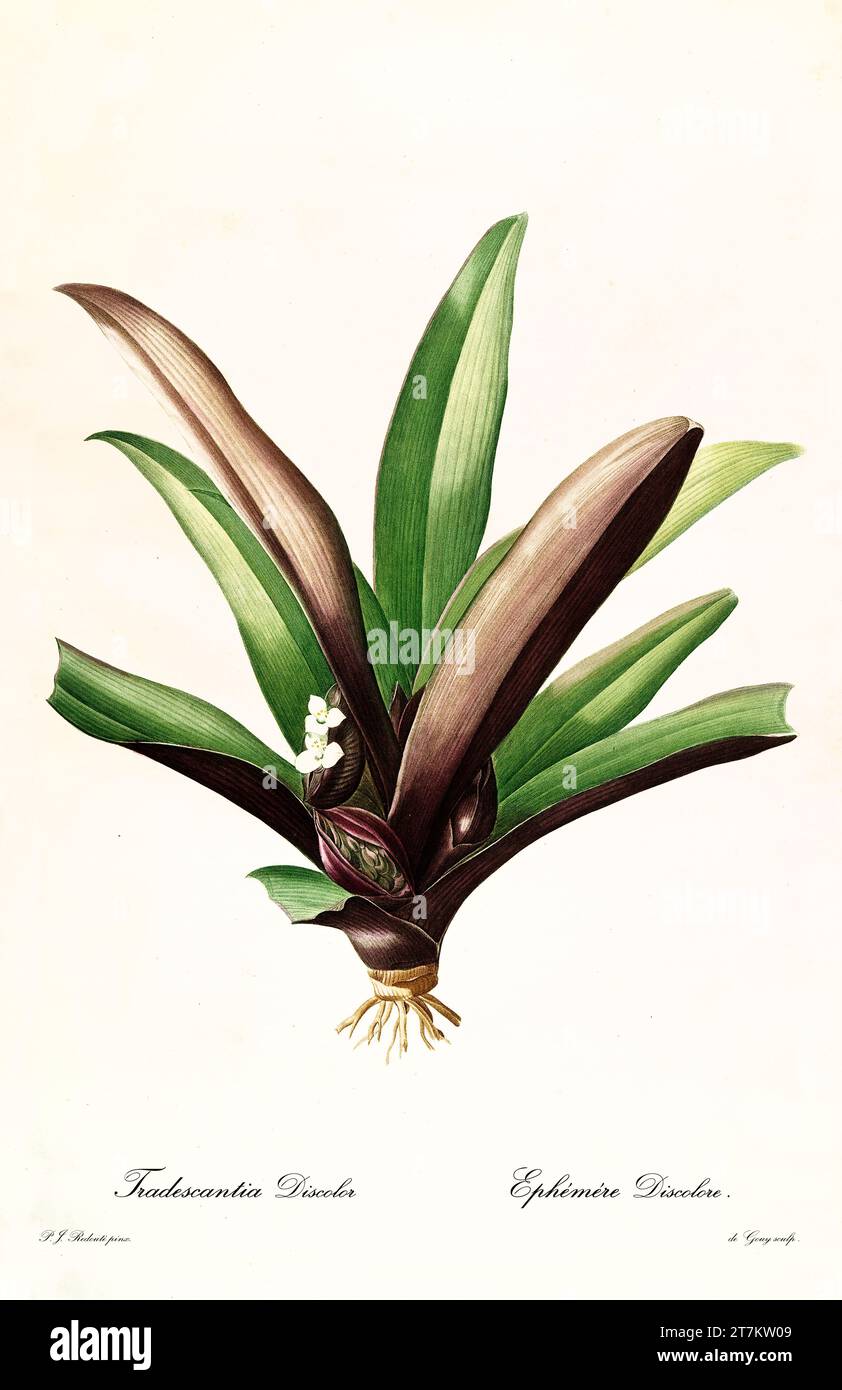 Old illustration of Boat Lily (Tradescantia spathacea). Les Liliacées ...