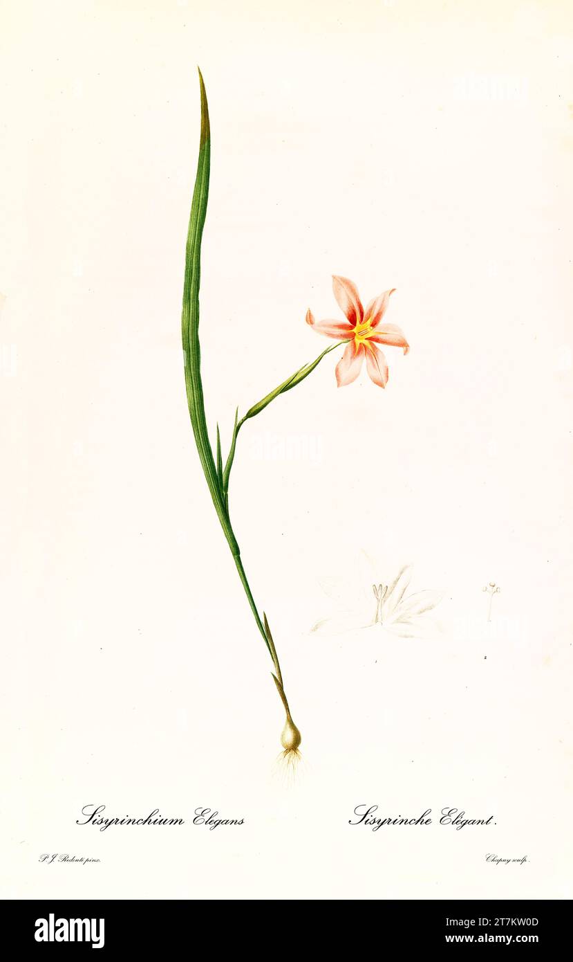 Moraea elegans hi-res stock photography and images - Alamy